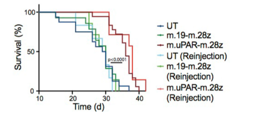 Blood Cancer Therapy May Provide a Strategy for Age-Related Disease ...