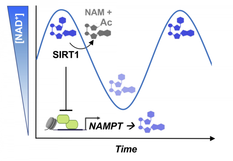 Subdivision of NAD+ is Critical to Mammalian Life | NMN