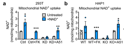 Scientists Identify a Mitochondrial NAD+ Transporter | NMN