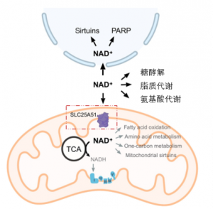 宾大科学家首次鉴定出一种协助NAD+进入人体线粒体的关键蛋白