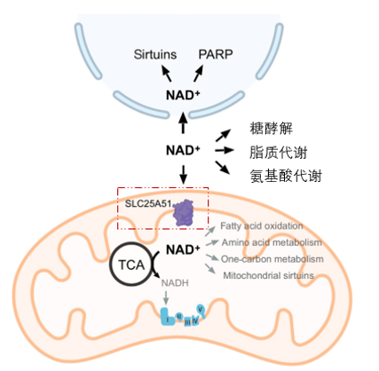 宾大科学家首次鉴定出一种协助NAD+进入人体线粒体的关键蛋白
